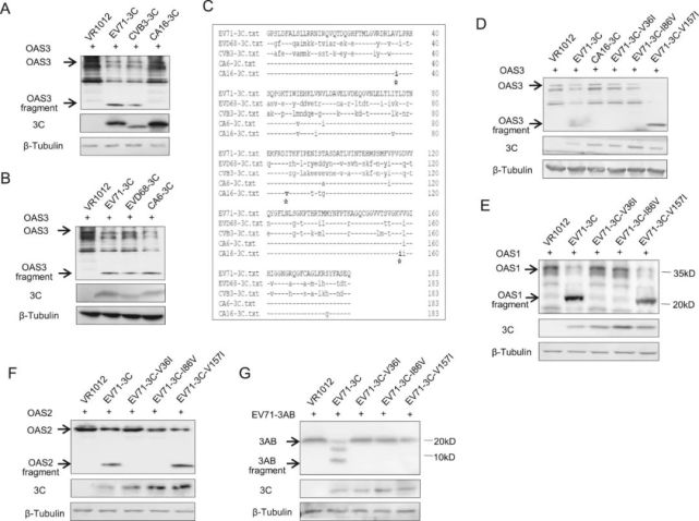 EV71通过3C蛋白酶切割宿主抗病毒因子OAS3以促进病毒复制_腾讯新闻