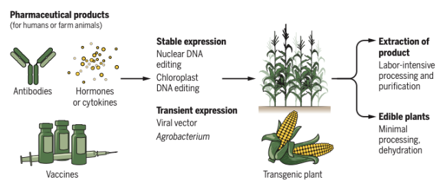 NEJM｜突破！利用植物生产的新冠疫苗获批上市，对所有新冠变异毒株的总体有效性为70％_腾讯新闻