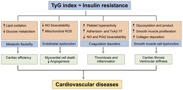 TyG指数作为心血管疾病标志物的昨天、今天和明天_腾讯新闻