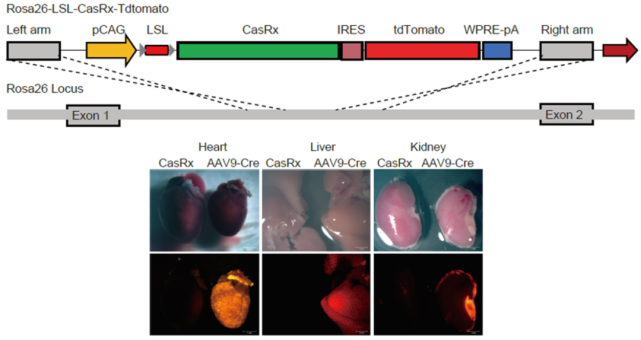 推动CRISPR-CasRx技术体内应用：CRISPR-CasRx敲入小鼠敲低心脏关键基因_腾讯新闻