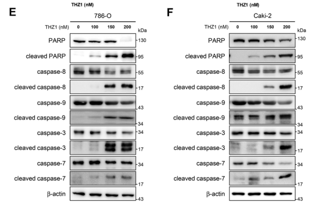 AbMole科研-共价CDK7抑制剂THZ1通过抑制人RCC的自噬增强西罗莫司诱导的细胞毒性_腾讯新闻