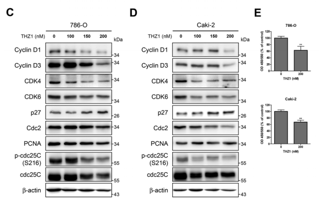 AbMole科研-共价CDK7抑制剂THZ1通过抑制人RCC的自噬增强西罗莫司诱导的细胞毒性_腾讯新闻