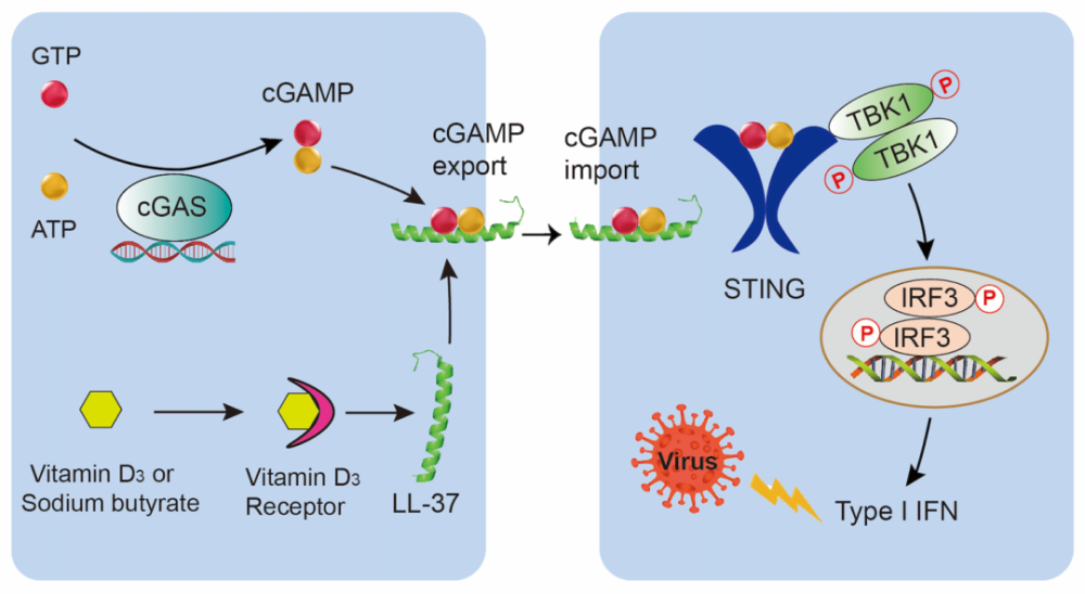 清华大学药学院张从刚课题组揭示免疫“第二信使”cGAMP双向跨膜转运的新机制 _腾讯新闻