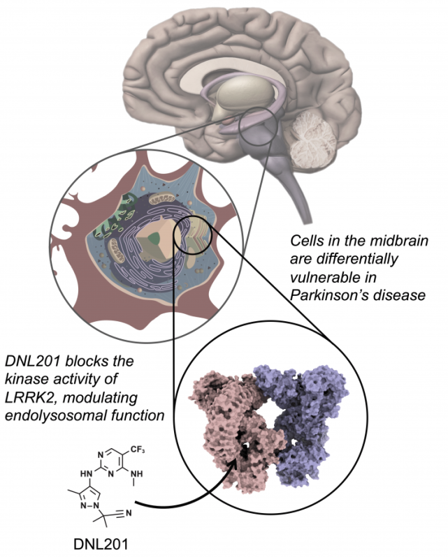 “重启”10年前药物，分子疗法公司验证帕金森治疗新方式，已证明对大鼠有效_腾讯新闻