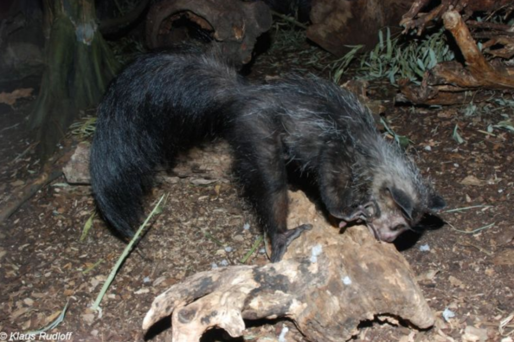 出生就丑出天际，当地人称它为“最恐怖的动物”_腾讯新闻
