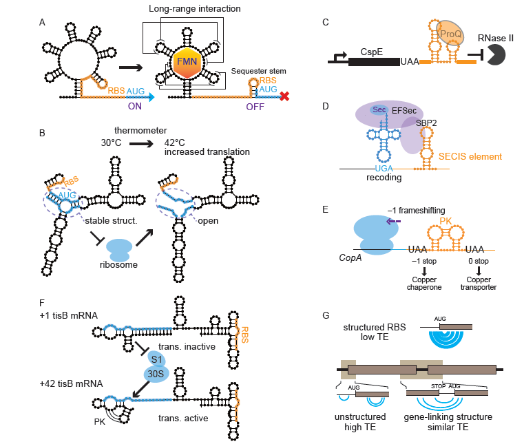 国内外学者联合撰写RNA结构的前沿进展综述_腾讯新闻