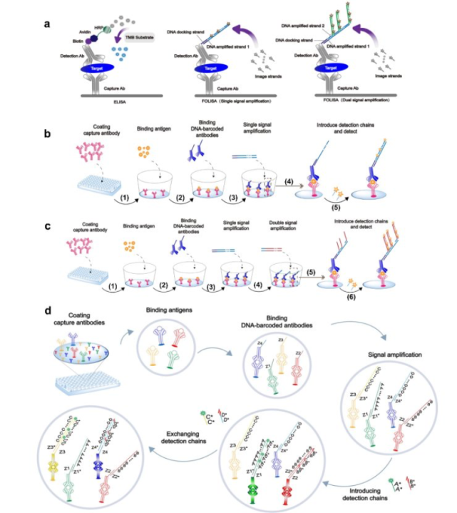 苏大团队研发免疫检测新技术，超越传统方法实现同时多靶点检测及信号放大_腾讯新闻