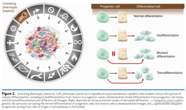 肿瘤研究者的圣经：Hallmarks of Cancer：New Dimensions_腾讯新闻