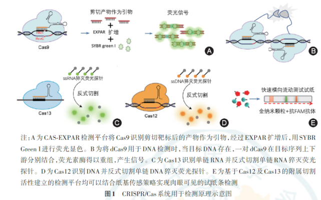 盘点｜呼吸道感染检测中常见的POCT技术
