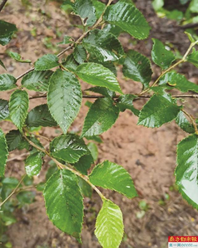 华南国家植物园“明星”很多 643种珍稀濒危植物迁地保育_腾讯新闻