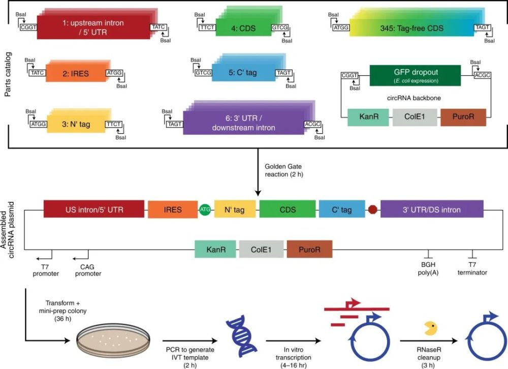 Nature子刊：斯坦福大学团队工程化改造环状RNA，蛋白质表达量可提高数百倍_腾讯新闻