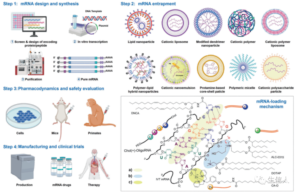热点关注！mRNA疫苗全面解读_腾讯新闻