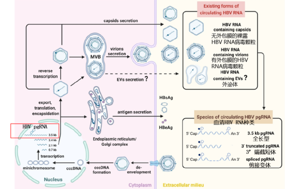 最新研究进展｜HBV RNA的临床价值与应用展望_腾讯新闻