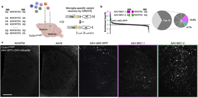 Nature子刊：罗敏敏团队开发出多种高效感染小胶质细胞的新型rAAV载体_腾讯新闻
