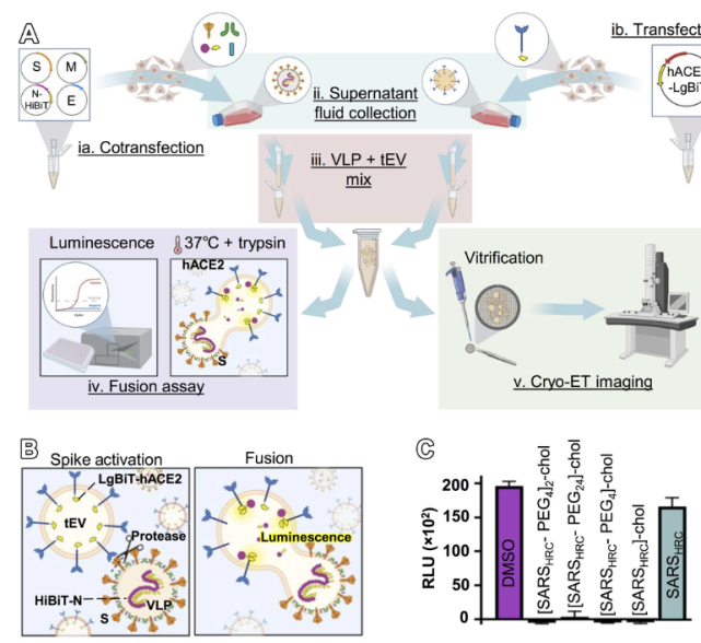 Science Advances｜CryoET解析新冠病毒进入细胞的全过程_腾讯新闻