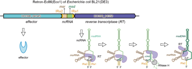 Nat Microbiol｜华中农业大学邹婷婷副教授合作揭示细菌Retron系统抵抗噬菌体感染的分子机制_腾讯新闻
