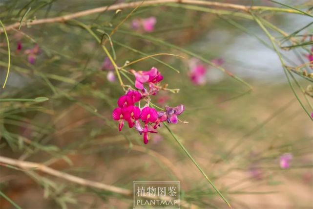 你可能在沙漠里种过这四种树_腾讯新闻