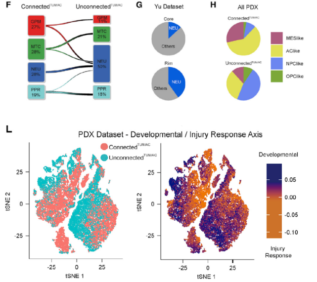 《细胞》：胶质瘤劫持神经元实现脑内侵袭！_腾讯新闻