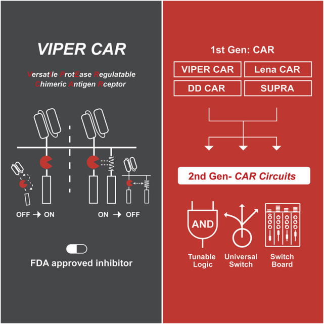 Cancer Cell：重大进展！新研究开发出可以根据需要开启或关闭的VIPER CAR-T细胞，有望更加安全地治疗癌症_腾讯新闻