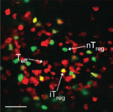 【全球首台】在体流式细胞仪（IVFC）科研产品发布_腾讯新闻