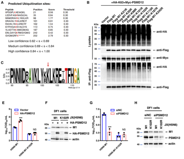 PSMD12介导M1泛素化调控A型流感病毒增殖_腾讯新闻