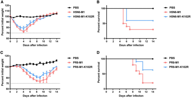 PSMD12介导M1泛素化调控A型流感病毒增殖_腾讯新闻