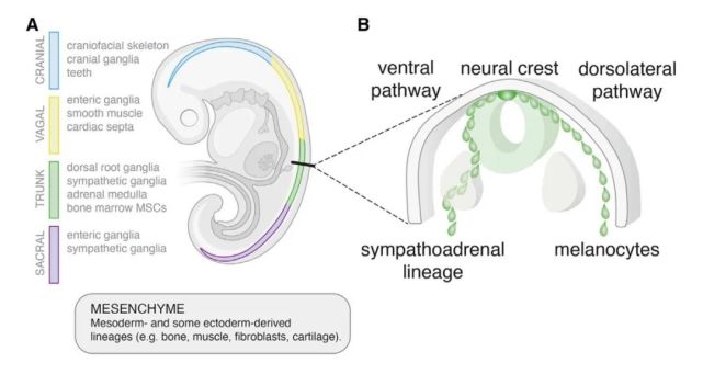 Neuron｜综述：从细胞分化层面解析神经母细胞瘤发生机制_腾讯新闻