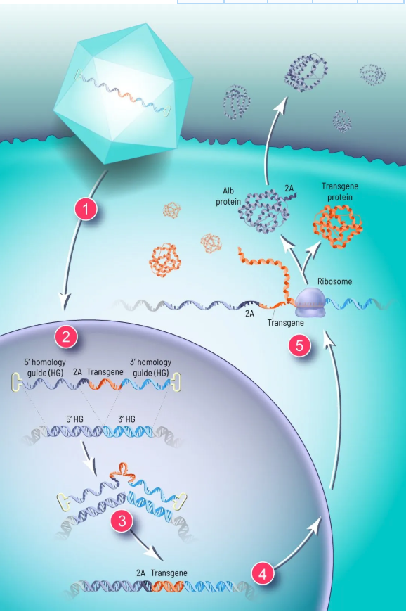 单日暴涨644％！罕见病公司LogicBio被阿斯利康6800万美元收购_腾讯新闻