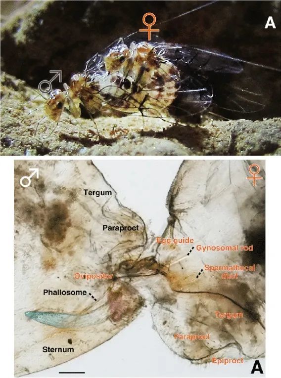 动物界的雌雄颠倒_腾讯新闻