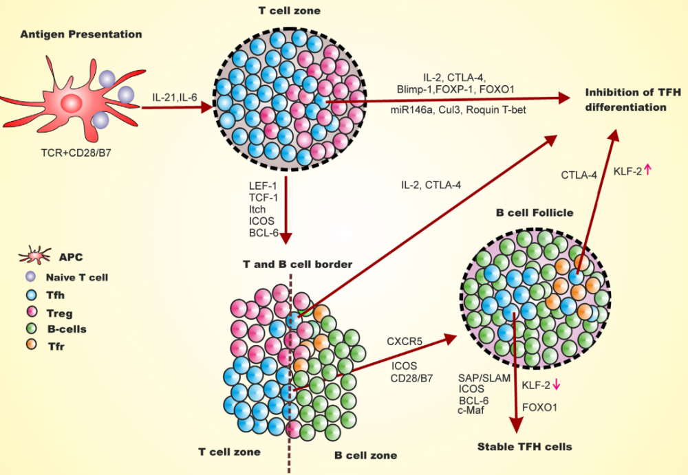 Tfh细胞及其相关的细胞因子_腾讯新闻