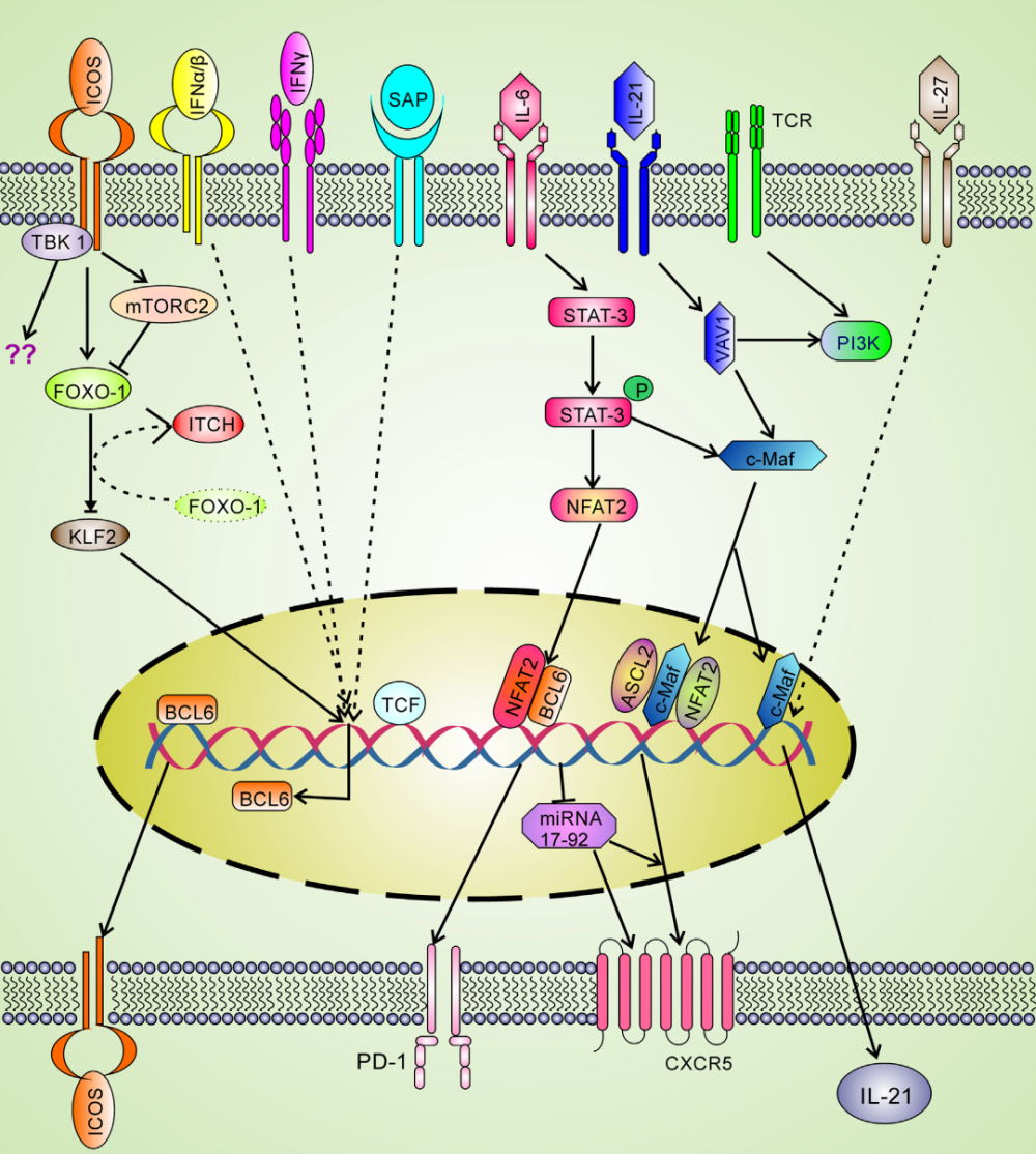 Tfh细胞及其相关的细胞因子_腾讯新闻