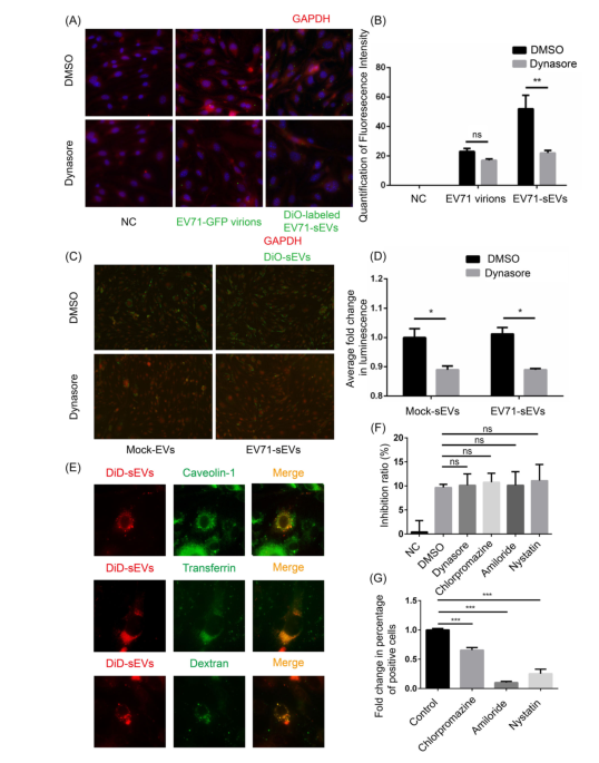 AbMole科研-EV71利用小细胞外囊泡穿过血脑屏障通过胞吞感染中枢神经系统_腾讯新闻