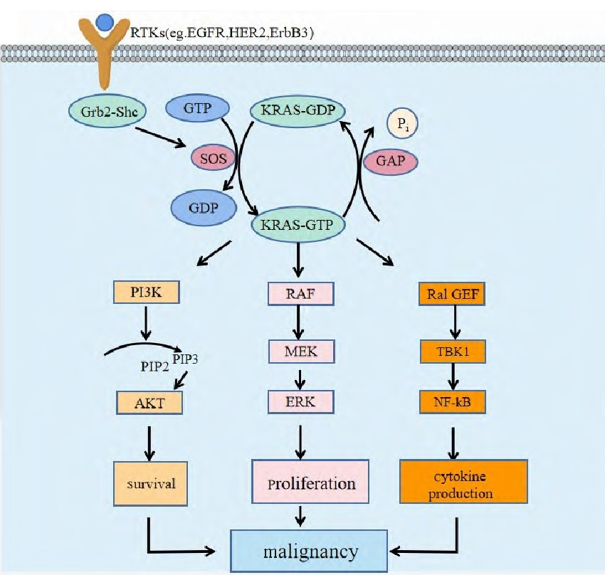Sotorasib增速回升！KRAS靶点能否引领癌症治疗新格局？_腾讯新闻