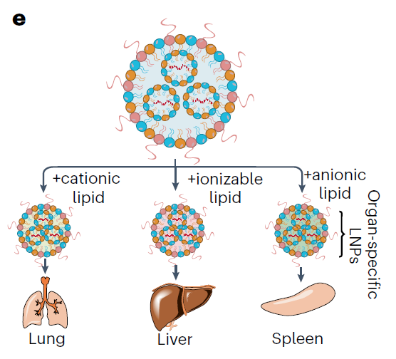 一文看懂：解锁mRNA疗法潜力的四大要素_腾讯新闻