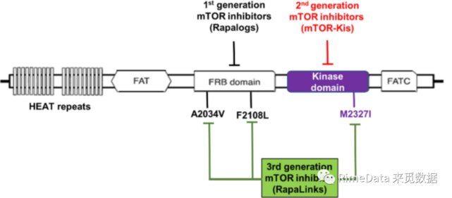 生物医药靶点赛道：mTOR_腾讯新闻