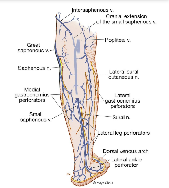 下肢静脉解剖_腾讯新闻