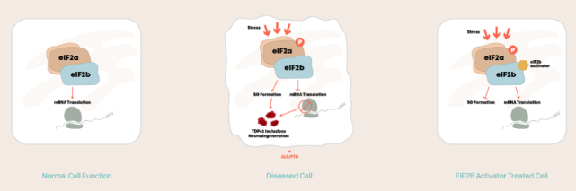 速递｜穿越血脑屏障，渐冻人症创新机制疗法有望挺进2/3期临床试验_腾讯新闻