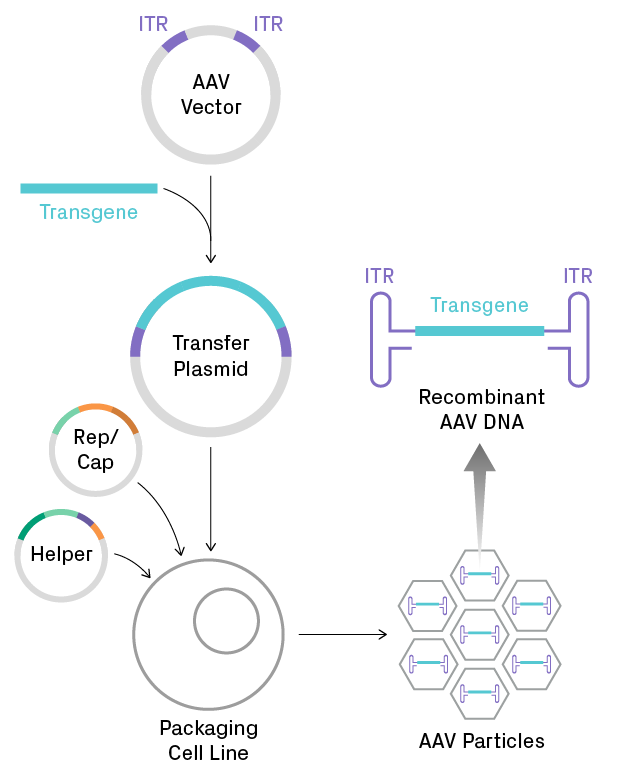 基因治疗中的AAV载体：质量检测及结构优化_腾讯新闻