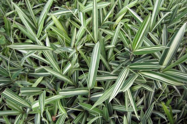 世园科普｜植物家族之竹类植物大鉴赏_腾讯新闻