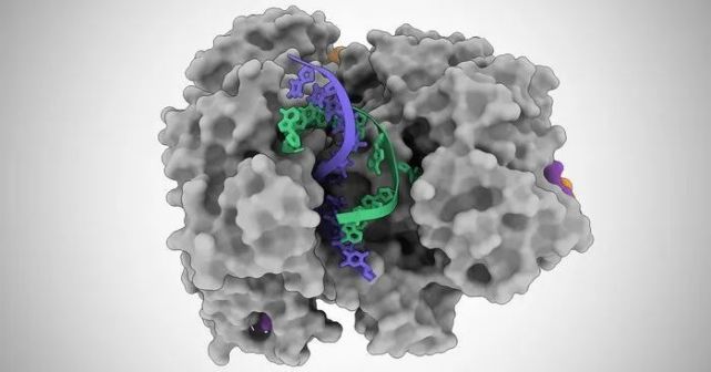 两篇Nature：发现新型CRISPR剪刀Cas12a2，切割单链DNA，还能核酸检测_腾讯新闻