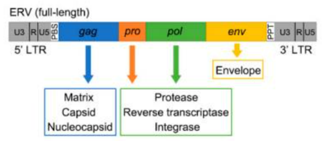《细胞》：“古神复苏”竟是真事儿！中科院科学家发现，衰老诱导人类基因组中古病毒“复活”，导致其他年轻细胞“感染”衰老丨科学大发现_腾讯新闻