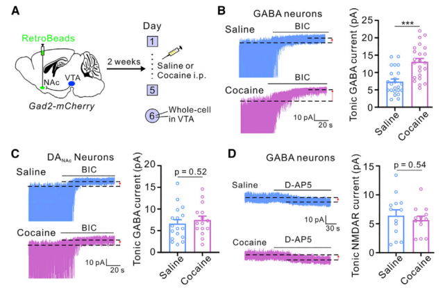 Neuron：科学家揭示星形胶质细胞通过释放GABA调控药物成瘾行为_腾讯新闻