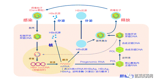 有望成为首款功能性治愈乙肝ASO？Ionis宣布GSK已将Bepirovirsen开发推进至III期临床_腾讯新闻