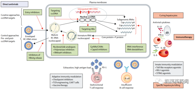 有望成为首款功能性治愈乙肝ASO？Ionis宣布GSK已将Bepirovirsen开发推进至III期临床_腾讯新闻
