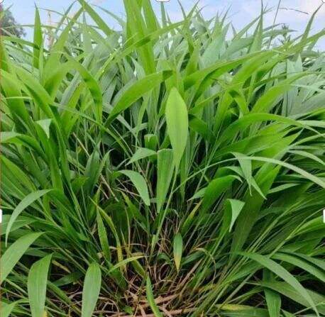 2022年云南新增6个草品种良种_腾讯新闻