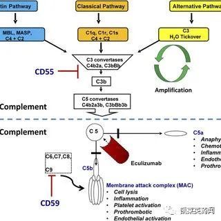 【单抗｜C5补体】新一代C5补体抑制剂：罗氏公布Crovalimab治疗PNH患者的全球3期积极数据_腾讯新闻