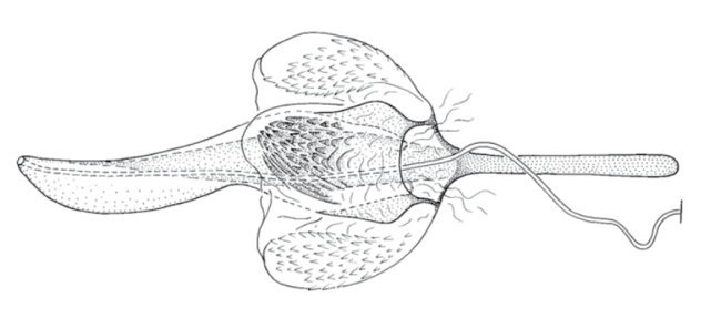 这些雌性丁丁能进入雄性洞口，一次可长达70小时_腾讯新闻