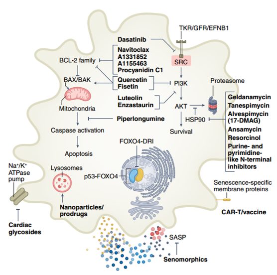 细胞衰老与Senolytics：通往临床之路_腾讯新闻