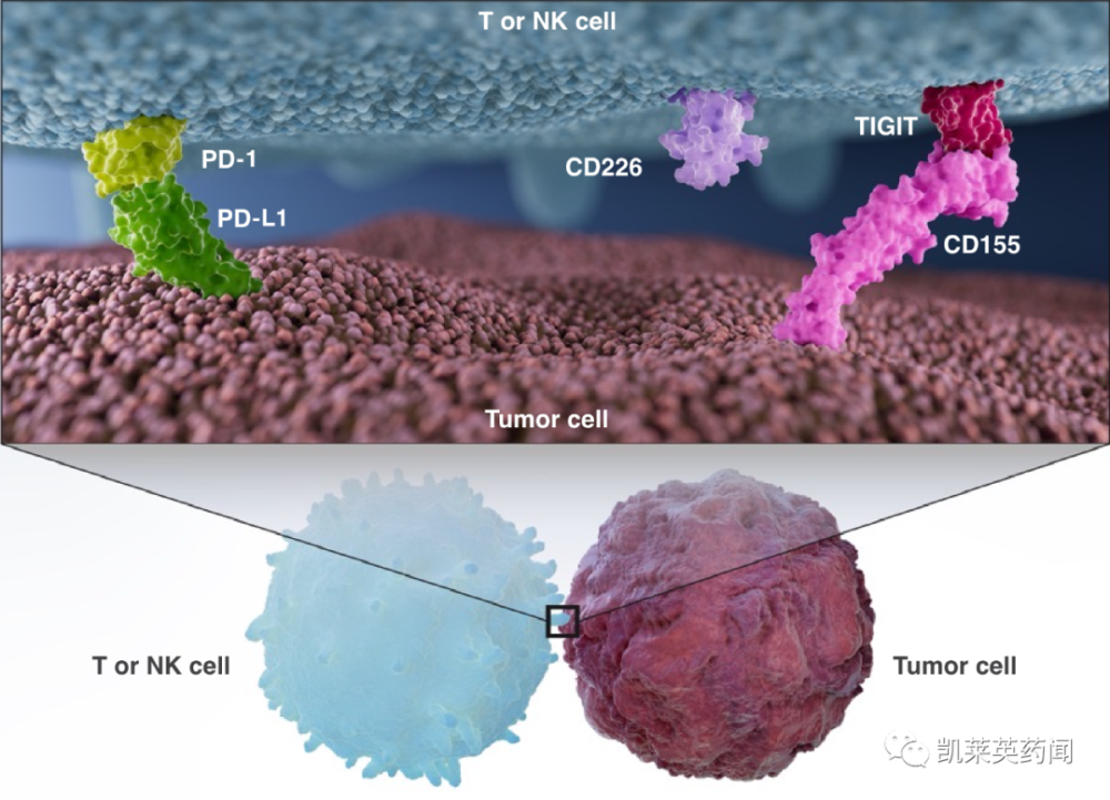阿斯利康PD-1/TIGIT双抗Rilvegostomig即将迈入临床III期！_腾讯新闻