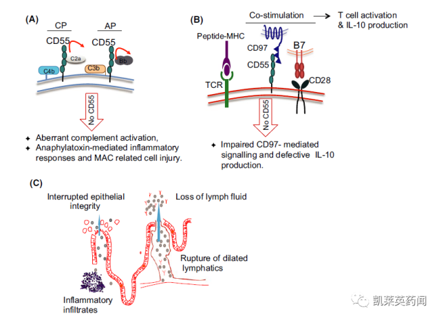 再生元C5单抗BLA获FDA优先审查！超罕见CHAPLE综合症患者迎来治疗希望_腾讯新闻